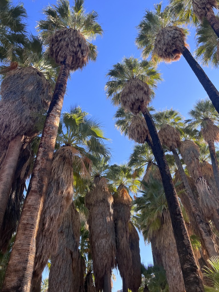 Your Guide to Exploring Indian Canyons in Palm Springs – Weekend ...