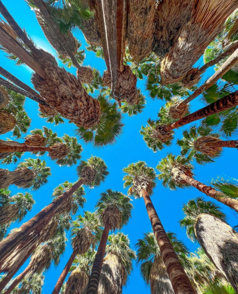 Your Guide to Exploring Indian Canyons in Palm Springs – Weekend ...