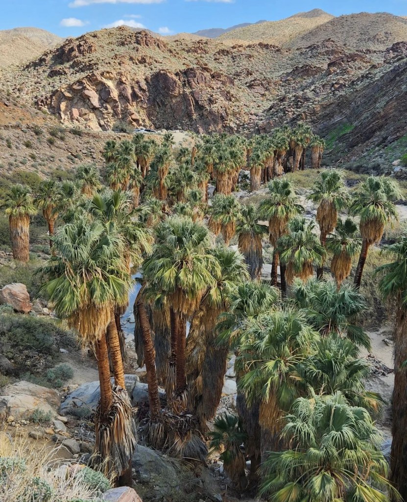 Your Guide to Exploring Indian Canyons in Palm Springs – Weekend ...